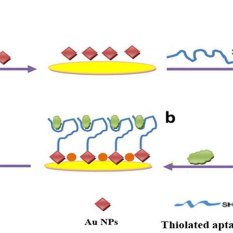 Schematic Construction Of The Designed Aptasensor For Detection Of