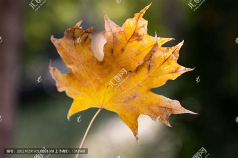 一片树叶 枝叶 植物花草 摄影素材 汇图网www huitu