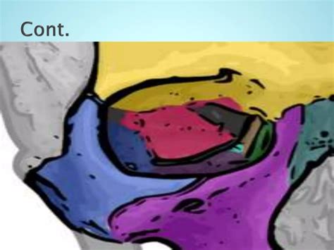 The Skull And Vertebral Column Ppt