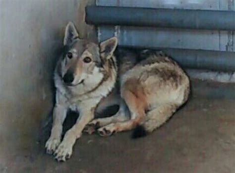 თბილისში მგელი დაიჭირეს Bpn Ge