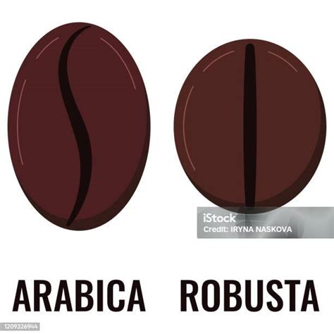 아라비카 로부스타 유형의 커피 곡물 아이콘은 흰색 배경에 격리되어 있습니다 아라비카 커피 마실 것에 대한 스톡 벡터 아트 및 기타 이미지 아라비카 커피 마실 것 0명