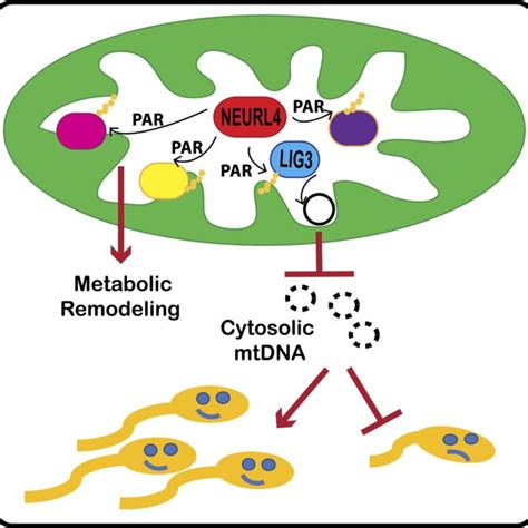 Model For Neurl4 Mediated Regulation Of Mitochondria Homeostasis And Download Scientific