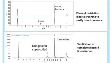 High Quality Vaccine Development Powered By Quality Control Using