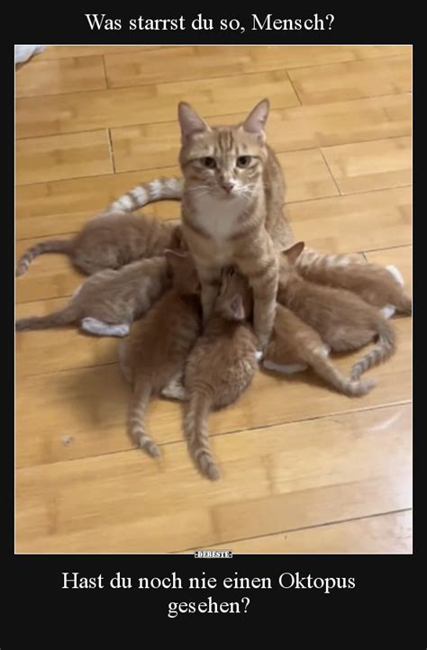 Was Starrst Du So Mensch Hast Du Noch Nie Einen Oktopus Gesehen