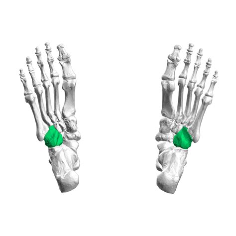 Cuboid Physiopedia