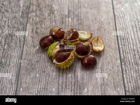 Autumn Chestnuts In Shells Stock Photo Alamy