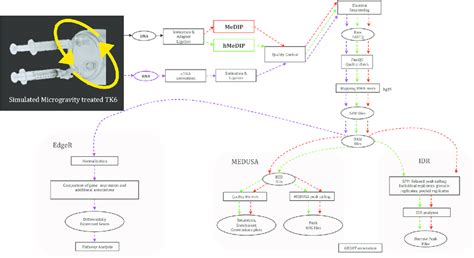 Schematic Illustration Of The Bioinformatics Pipeline For Medip Seq