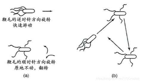 【图像分割】基于matlab改进的细菌觅食算法双阈值图像分割【含matlab源码 069期】 菌落matlab csdn博客