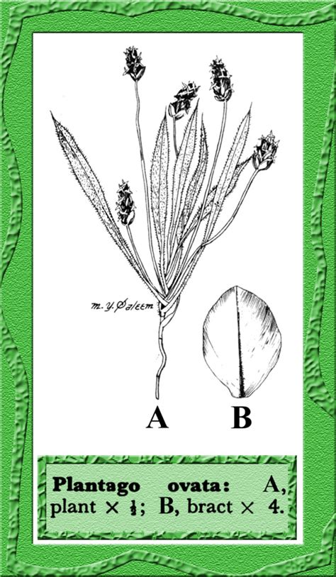 Plantago