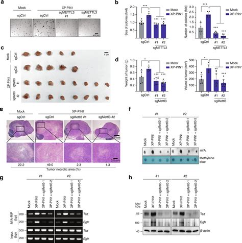 Mettl3 Knockout Suppressed Pin1 Induced Breast Tumorigenesis In Vivo A