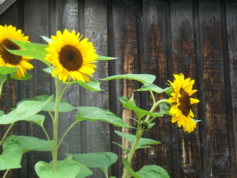 무료 이미지 자연 여름 식물학 노랑 플로라 해바라기 플로리스트 리 공중 정원 큰 꽃 꽃 피는 식물 데이지
