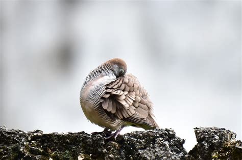 Christian Peligrino Added A New Photo Christian Peligrino