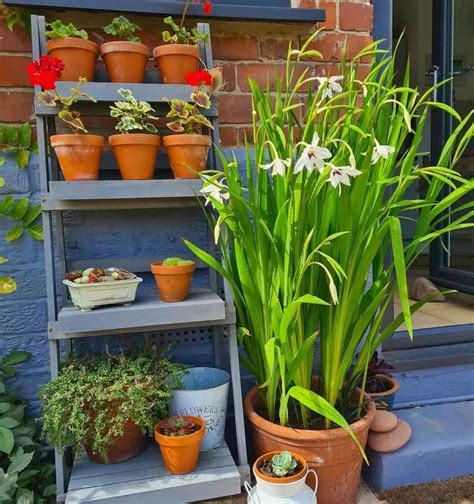 A Complete Care Guide For The Acidanthera Peacock Orchid