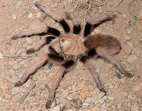 Aphonopelma Chalcodes Alchetron The Free Social Encyclopedia
