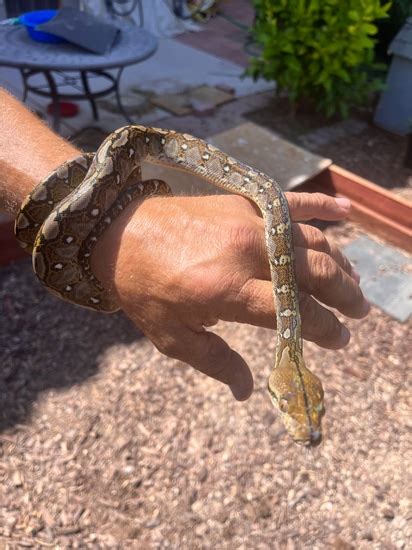 Pair Of Superdwarf Het Pie Het Albino Poss Het Anery Reticulated Python By Turtlesarefun