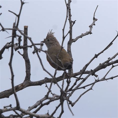 Rhinocrypta Lanceolata Ecoregistros