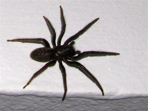 Ответы Mail Что за паук и опасен ли он