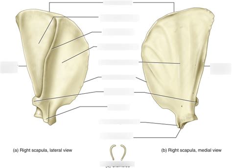 Block 7 LOs And Prelab Quizzes Diagram Quizlet