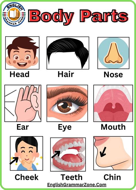 Human Body Parts Name In English With Pictures Name Of Body Parts Eroppa