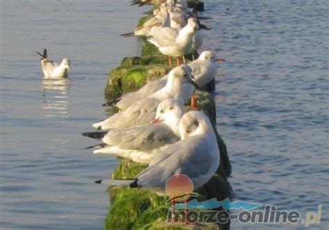Foto Galeria Z Nad Morza