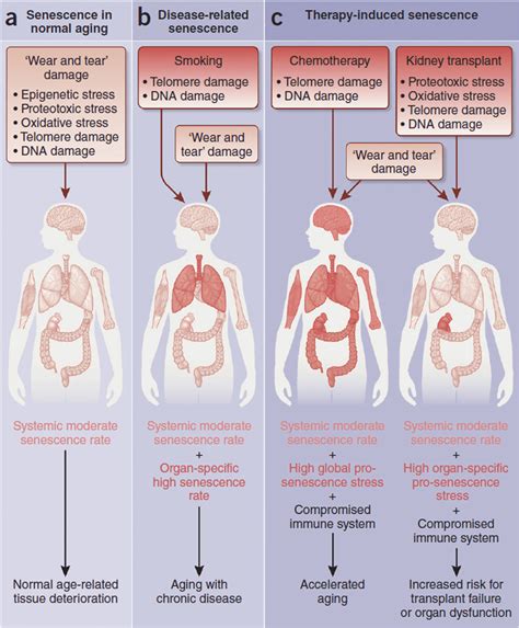 Cell Senescence Assays Creative Bioarray