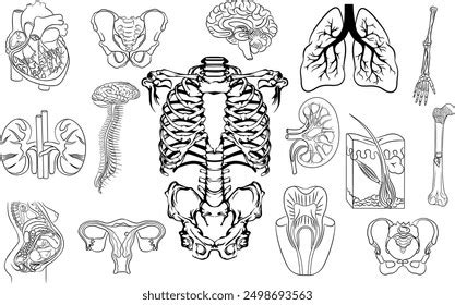 Detailed Anatomy Line Drawings Eps Format Stock Vector Royalty Free