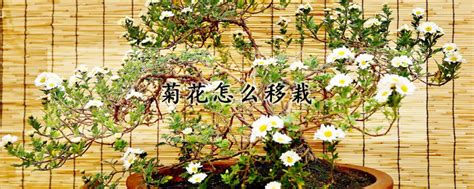 花中隐士是什么花 发财农业网