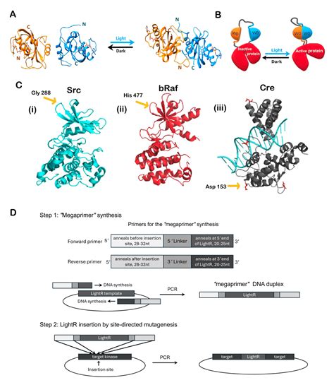 Video Spatiotemporal Control Of Protein Activity Through Optogenetic Allosteric Regulation
