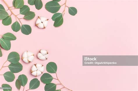 파스텔 핑크 배경에 면화 꽃과 녹색 유칼립투스 나뭇 가지 플랫 레이 상단보기 복사 공간 섬세한 면화 꽃이있는 꽃 구성 코튼 배경