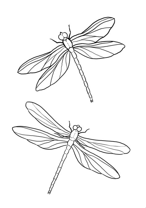 Dragonfly Tattoo Stencil Dragonfly Drawing Dragonfly Illustration