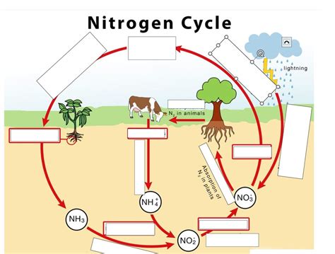 Nitrogen Cycle Diagram Quizlet