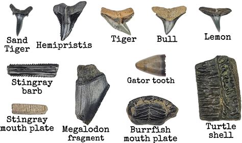 Big Dig Id Guide Code Black Fossils