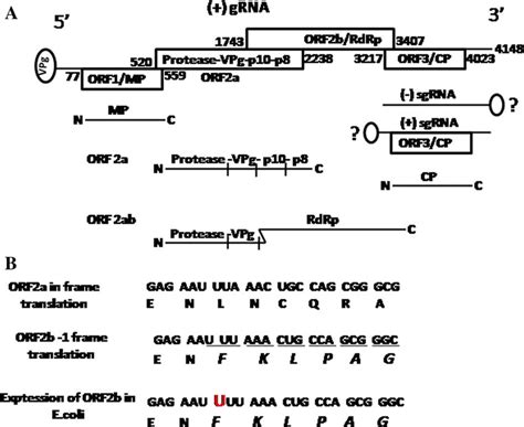 Genome Organization Of Semv A The Genome Organization Of Semv Is Download Scientific Diagram