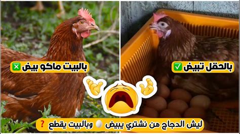 لماذا الدجاج يقطع أنتاج البيض في المنزل Youtube