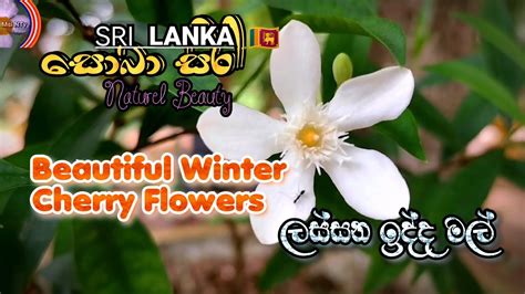 Naturel Beauty සොබා සිරි Arctic Snow Winter Cherry Snowflake Flowers ඉද්ද මල් 🌼 🇱🇰