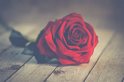 무료 이미지 장미 꽃 빨간 애정 낭만적 인 애인 발렌타인 데이 사랑에 빠지다 장미 가족 담홍색 정원 장미