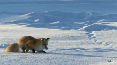 Fox  Find And Share On Giphy
