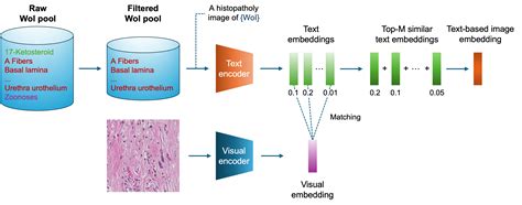 Towards A Text Based Quantitative And Explainable Histopathology Image Analysis Ai Research