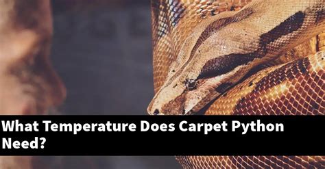 What Temperature Does Carpet Python Need My Reptile Blog