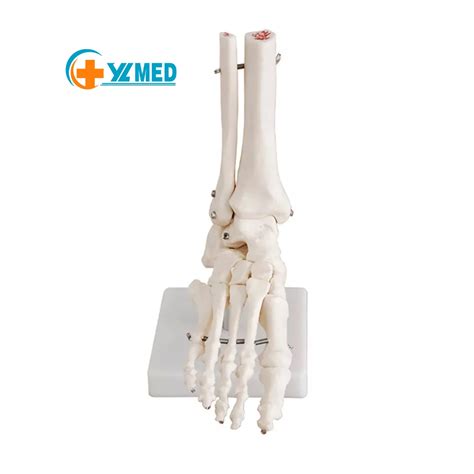 Life Size Human Foot Skeleton Anatomy Model With Ankle For Medical