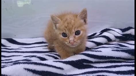 도그마루 보호소 코리안숏헤어 냥이를 소개합니다 Youtube