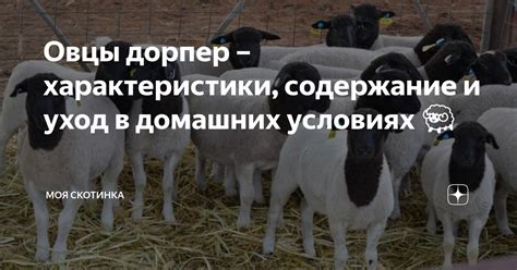 Овцы дорпер характеристики содержание и уход в домашних условиях 🐑 Про животных фильмы и