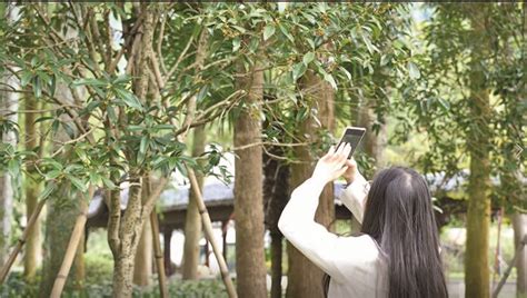 今年首波桂花香姗姗来迟 今日黄岩