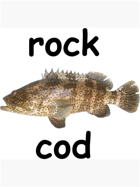 Rock Cod Poster For Sale By Rock Cod Redbubble
