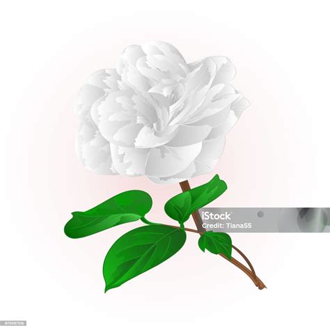 편집 가능한 싹 빈티지 벡터 일러스트 레이 션과 동백 나무 흰 꽃 동백에 대한 스톡 벡터 아트 및 기타 이미지 동백 흰색