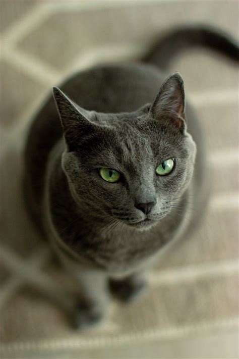 What Breed Is A Russian Blue Cat