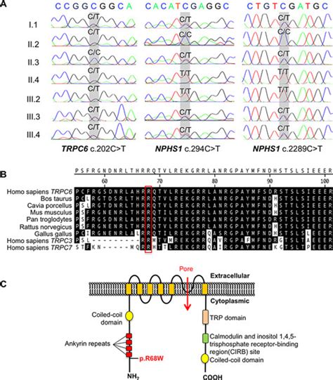 Identification Of Trpc6 Pr68w Mutation And Nphs1 Polymorphisms A Download Scientific Diagram