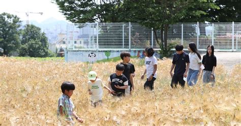 노랗게 익은 보리 구경하는 아이들