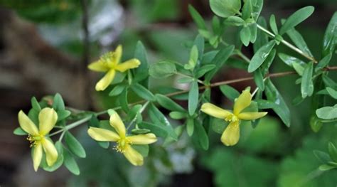 Hypericum Hypericoides St Andrews Cross North Carolina Extension Gardener Plant Toolbox