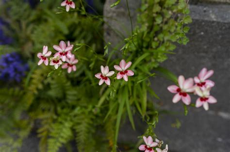 ヒメヒオウギの花言葉と誕生花 旅カメラ